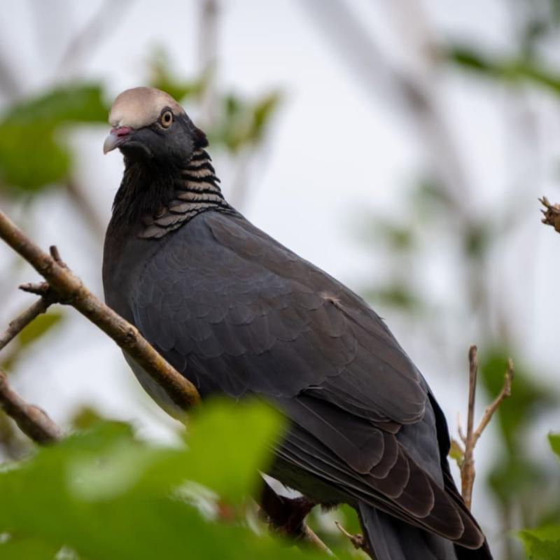 Conservation group raises concern over proposed 2026 bird season | News ...