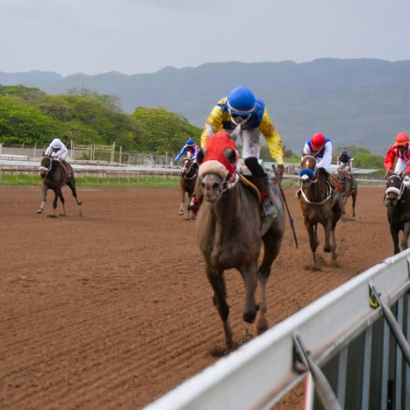 Mojito lands Mattis Memorial feature | Sports | Jamaica Gleaner