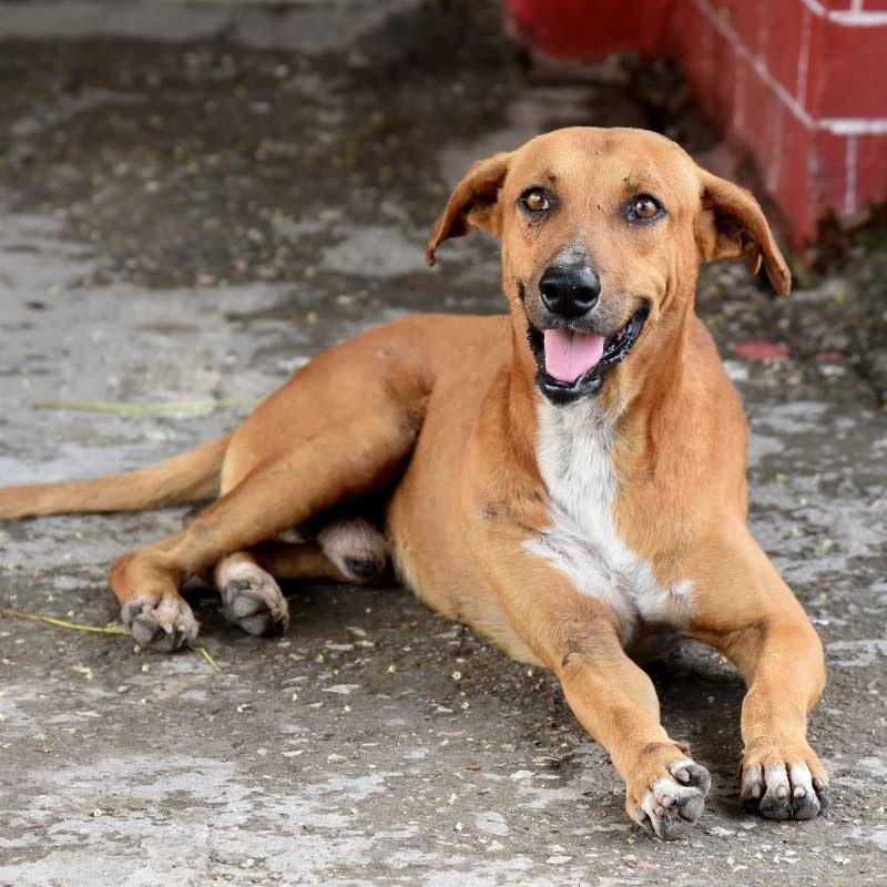 US animal rights group PETA urges Jamaicans to protect their pets amid ...