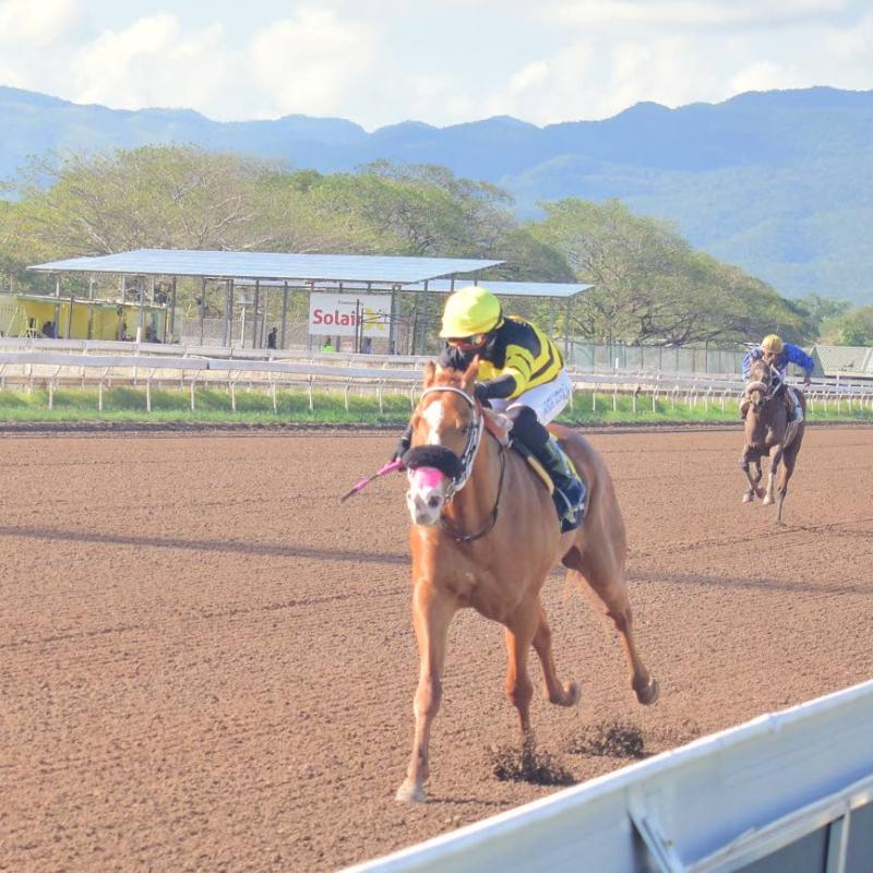 Taylor Made, Salute The Don stay true to form | Sports | Jamaica Gleaner