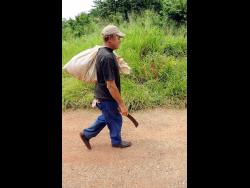 Two farmers find good fortune in Bussue Gate | Lead Stories | Jamaica ...