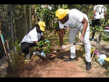 Sophie’s Place gets facelift, vegetable garden from JN Group | News ...