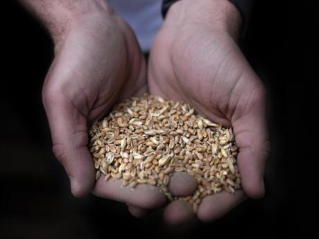 The myth of global grain shortages | eSponsored | Jamaica Gleaner