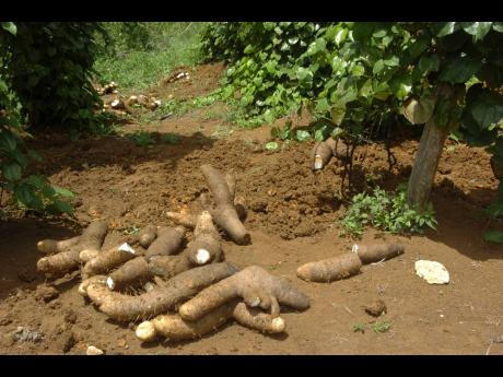 A sticky problem as yam market grows | Business | Jamaica Gleaner