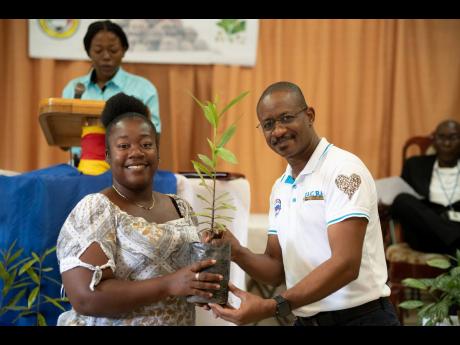 JACRA distributes over 200 pimento seedlings in St Thomas | News ...